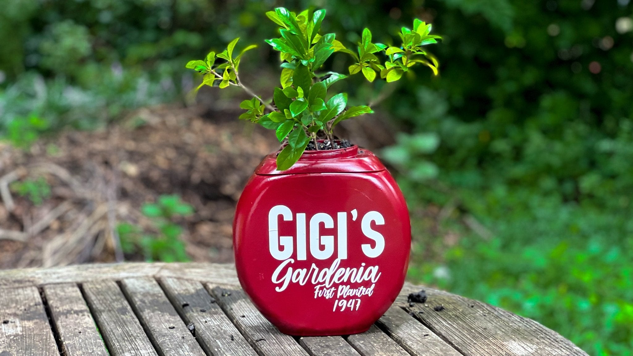 The Tide PODS Passalong Plant Pot – Down South House & Home